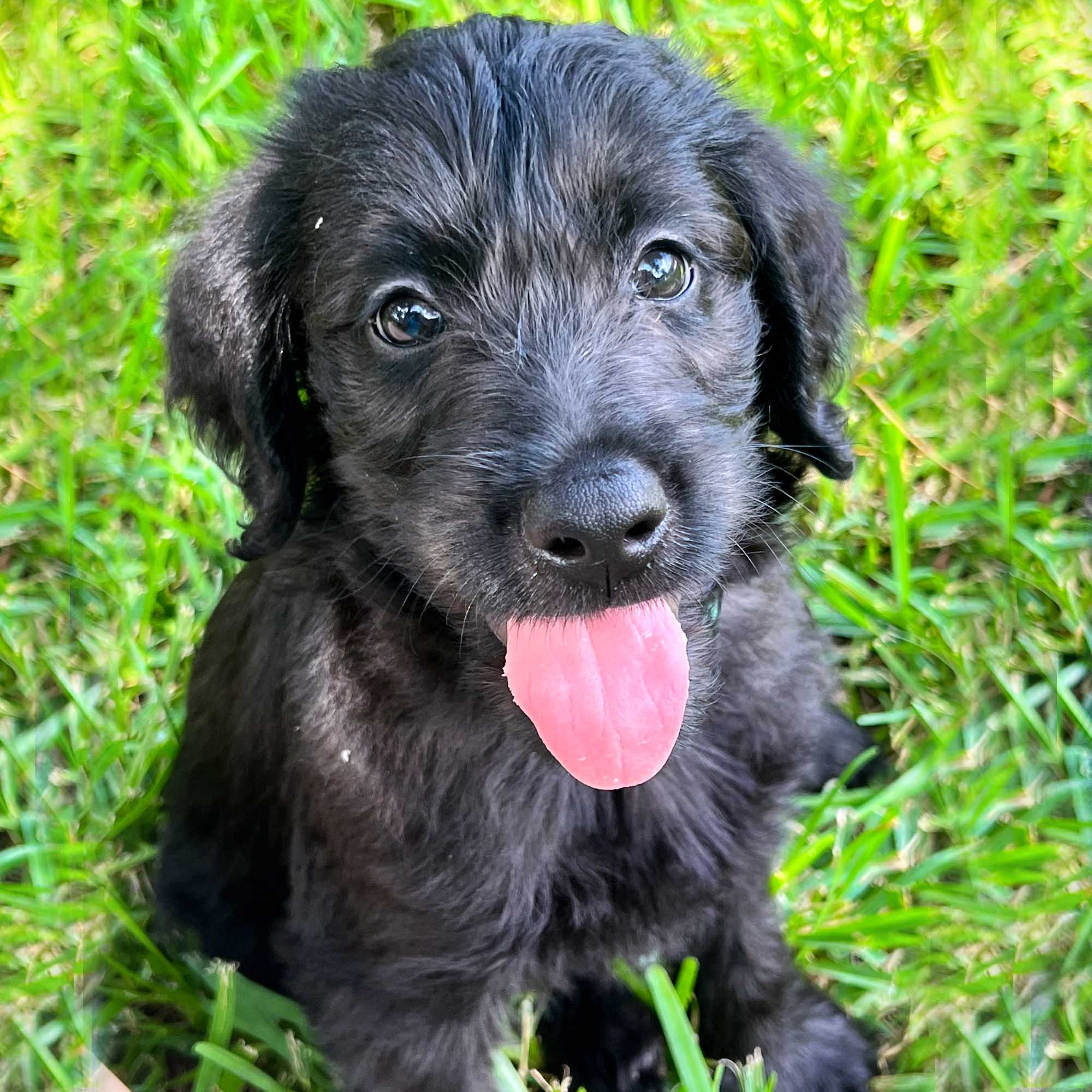 Puppies Available - LLL Dog Ranch