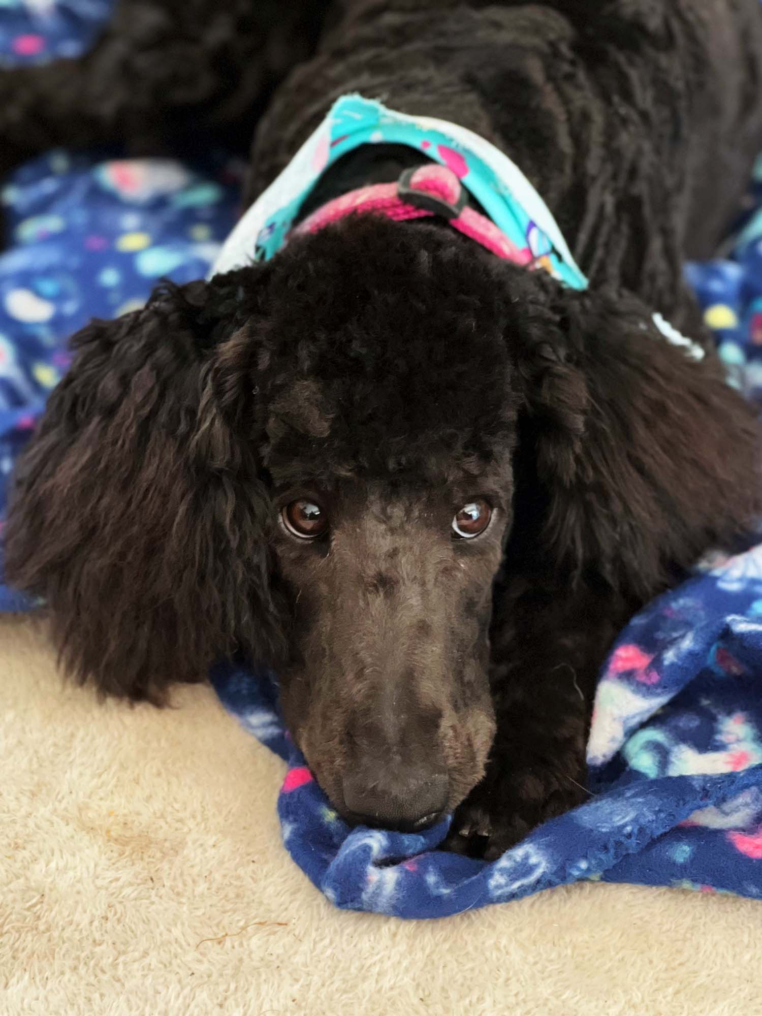 Rocky - LLL Dog Ranch