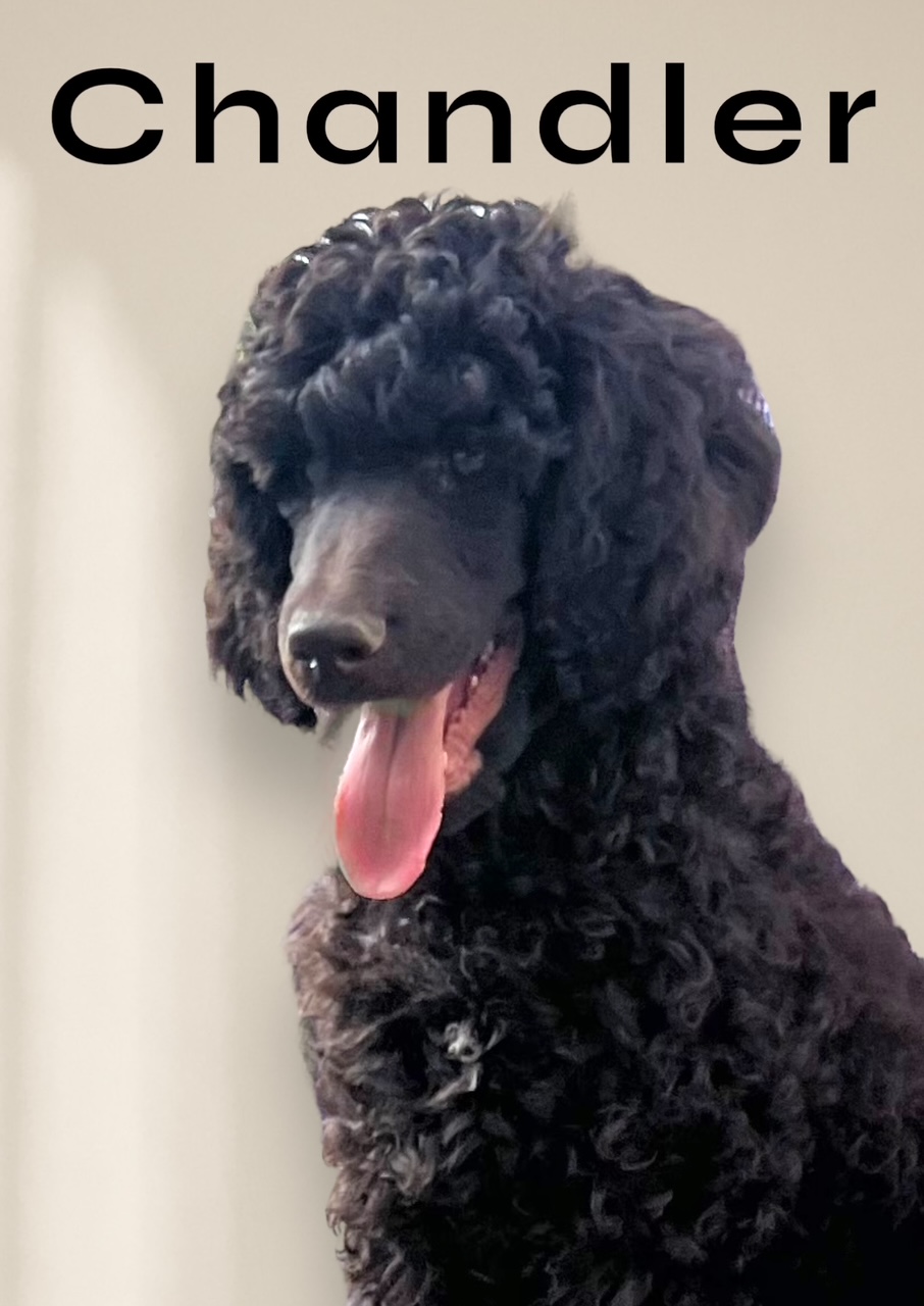 Puppies Available - LLL Dog Ranch