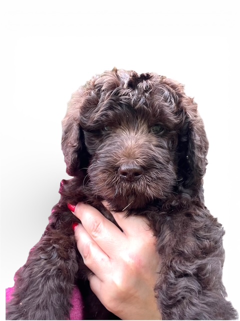 Puppies Available - LLL Dog Ranch